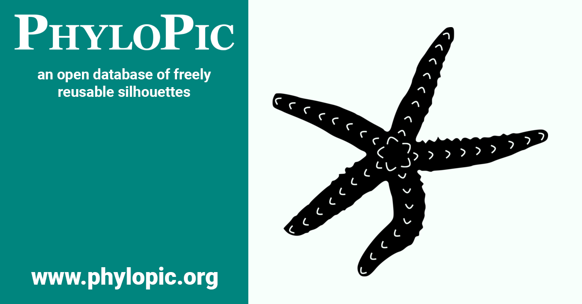 Asteriidae by Mario Quevedo and Kurtis Wothe (CC0 1.0) - PhyloPic