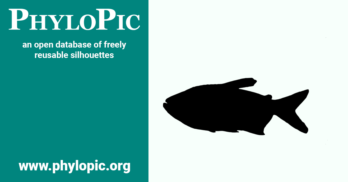 Moenkhausia oligolepis by Melo-Ortiz O.E.; Herrera-R G.A. and Prada ...