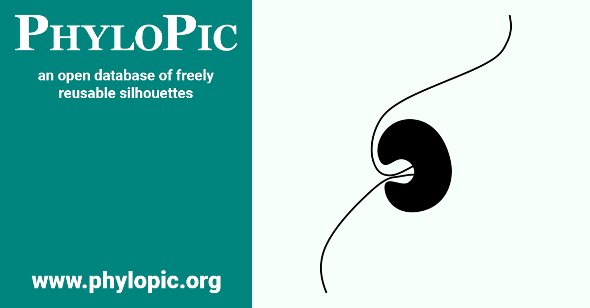 Nephroselmis by Matt Crook (CC BY-SA 3.0) - PhyloPic