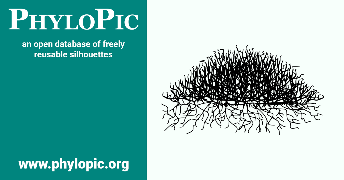 Streptomyces - PhyloPic