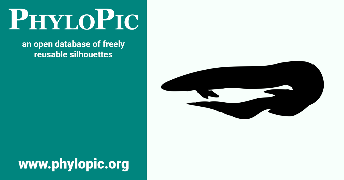 Chlamydoselachus anguineus - PhyloPic