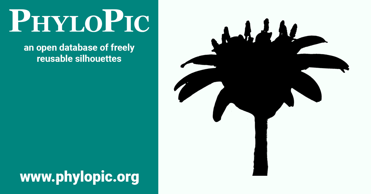 Compositae - PhyloPic