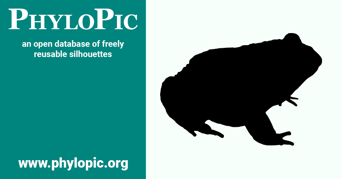 Pyxicephalus adspersus by Jose Carlos Arenas-Monroy (CC0 1.0) - PhyloPic