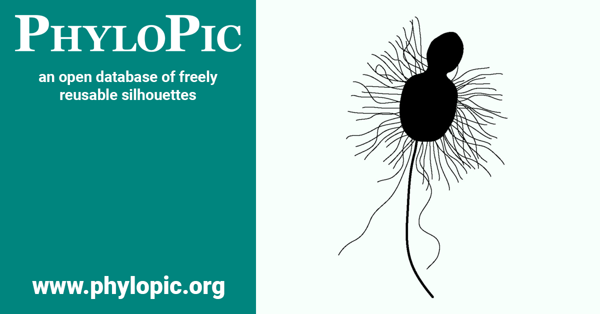 Gimesia maris (CC0 1.0) - PhyloPic