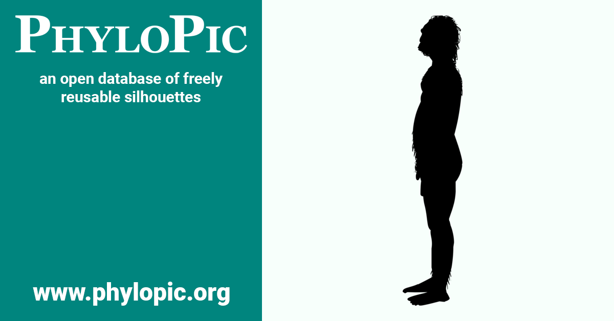 Homo erectus pekinensis - PhyloPic