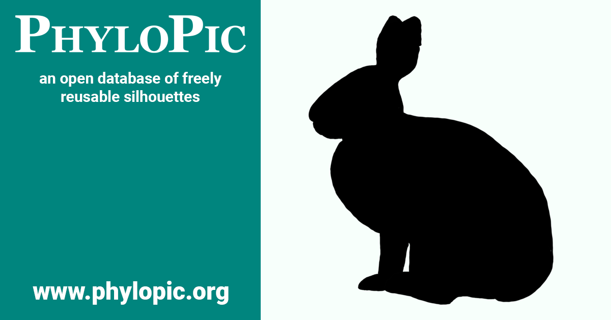 Sylvilagus floridanus by Gabriela Palomo-Munoz (CC BY-NC 3.0) - PhyloPic