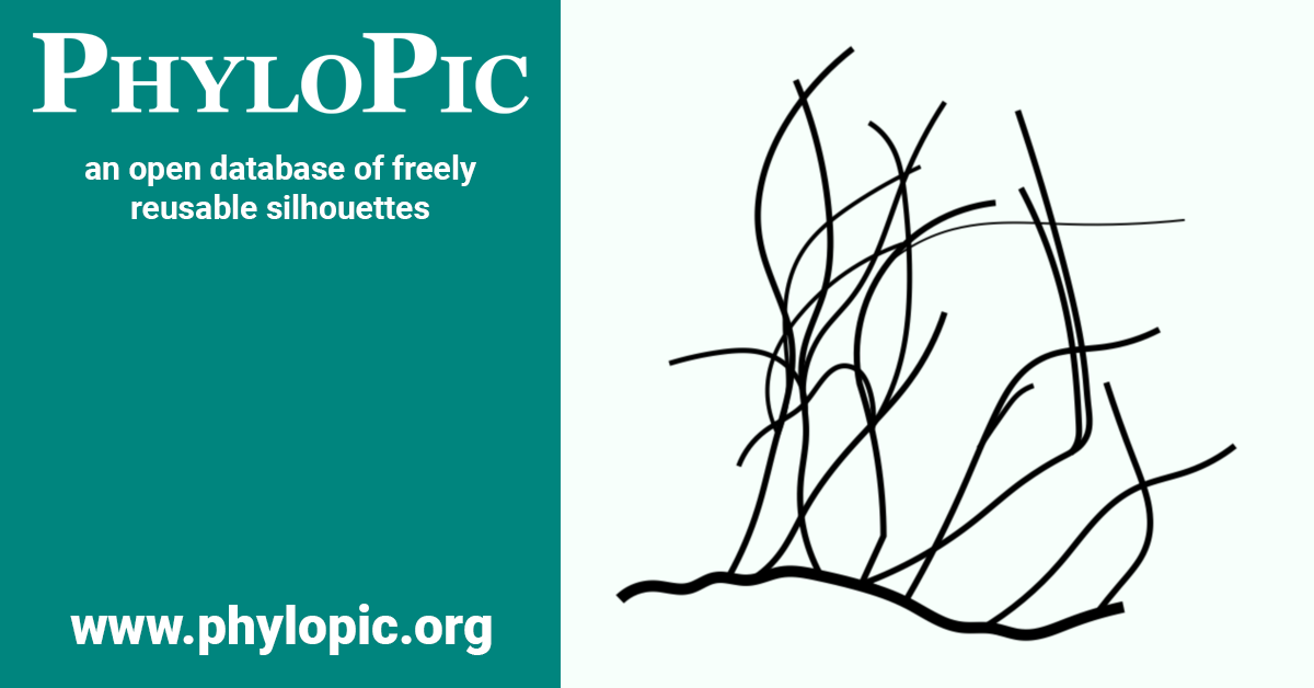 Zostera marina (CC0 1.0) - PhyloPic
