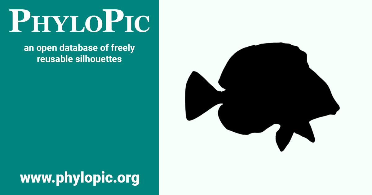 Acanthurus triostegus by Calla Raymond (CC0 1.0) - PhyloPic