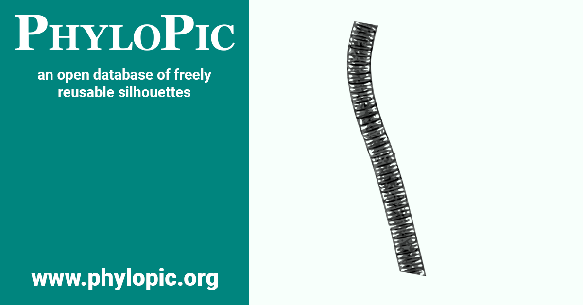 Cyanobacteria by Ben Liebeskind (CC0 1.0) - PhyloPic