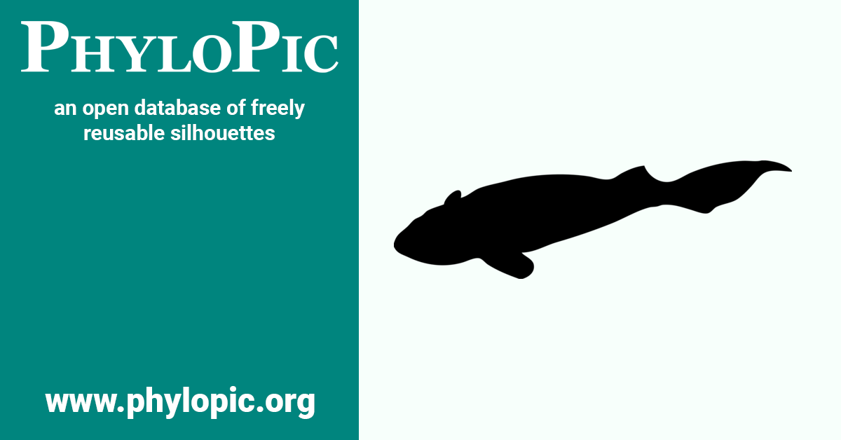 Hemicyclaspis by Ghedoghedo (vectorized by T. Michael Keesey) (CC BY-SA ...