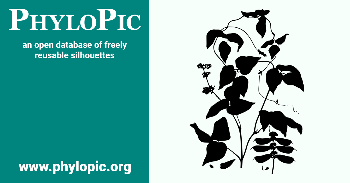 Lablab purpureus by Kai Sonder (CC0 1.0) - PhyloPic