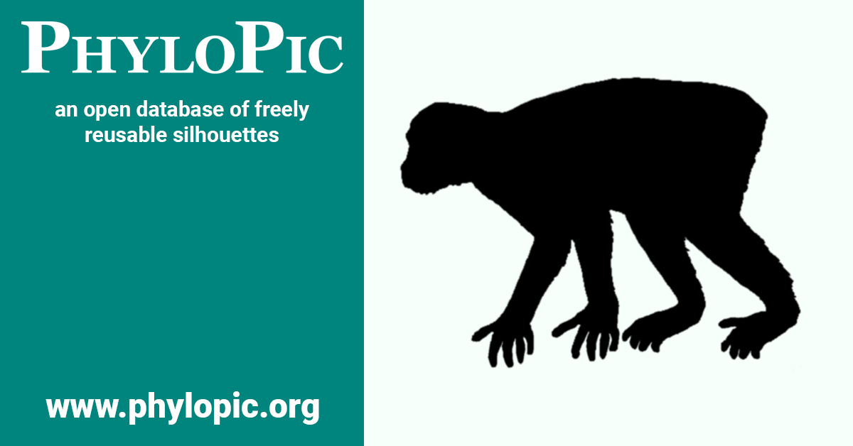 Proconsul by Nobu Tamura (modified by T. Michael Keesey) (CC BY-SA 3.0 ...