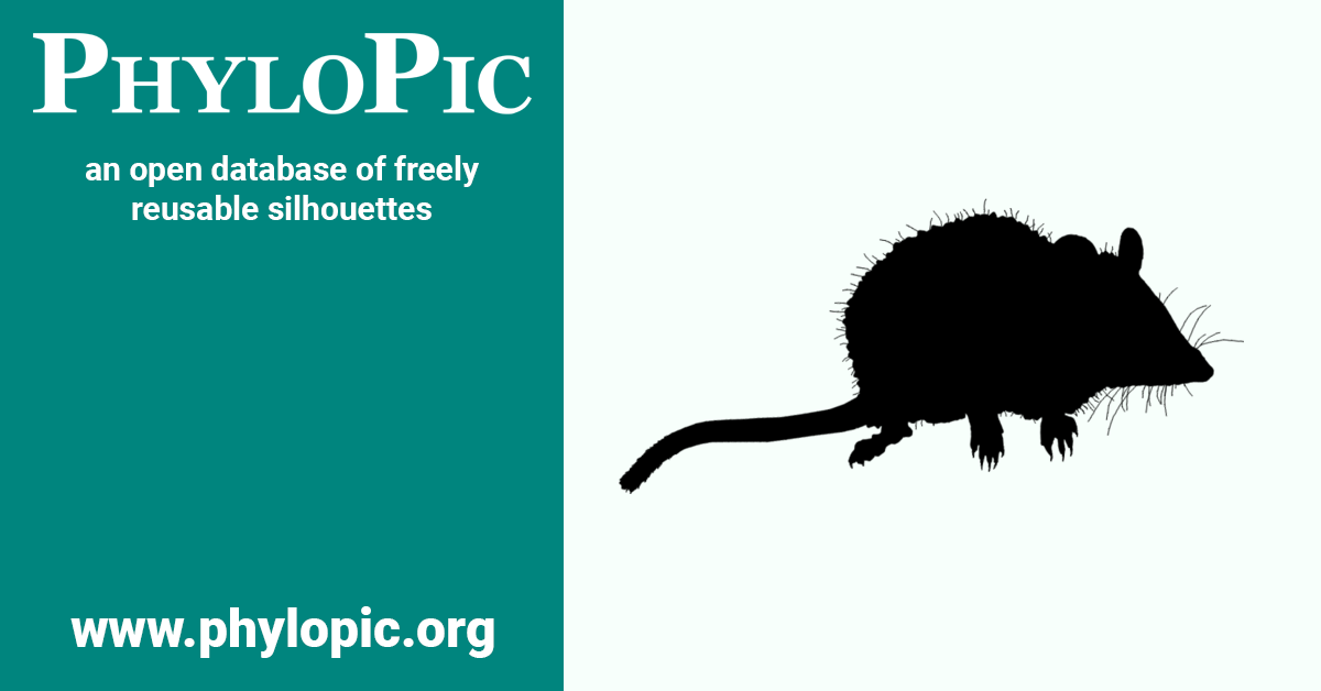 Antechinus - PhyloPic