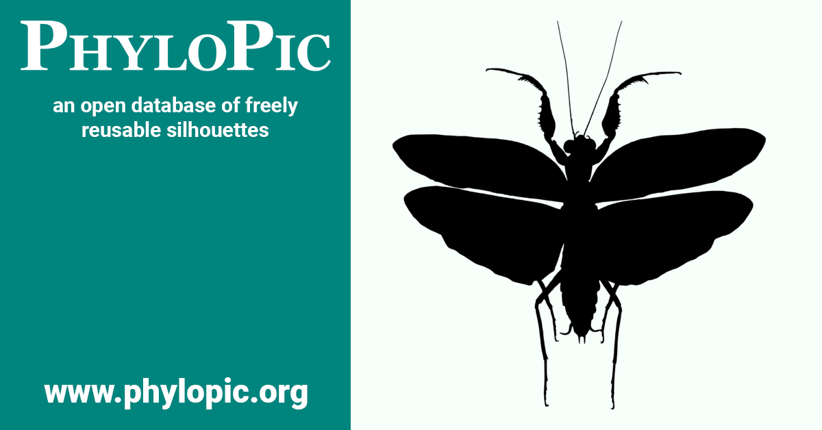 Theopompa servillei by Didier Descouens (CC BY-SA 3.0) - PhyloPic