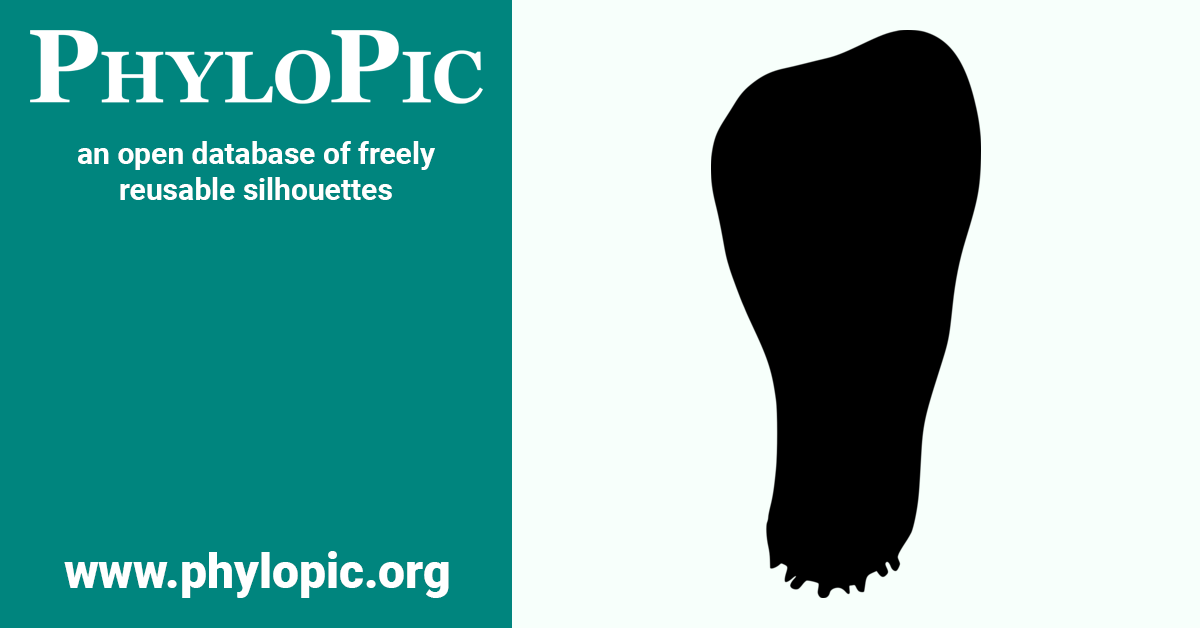 Tetramitus rostratus (CC0 1.0) - PhyloPic