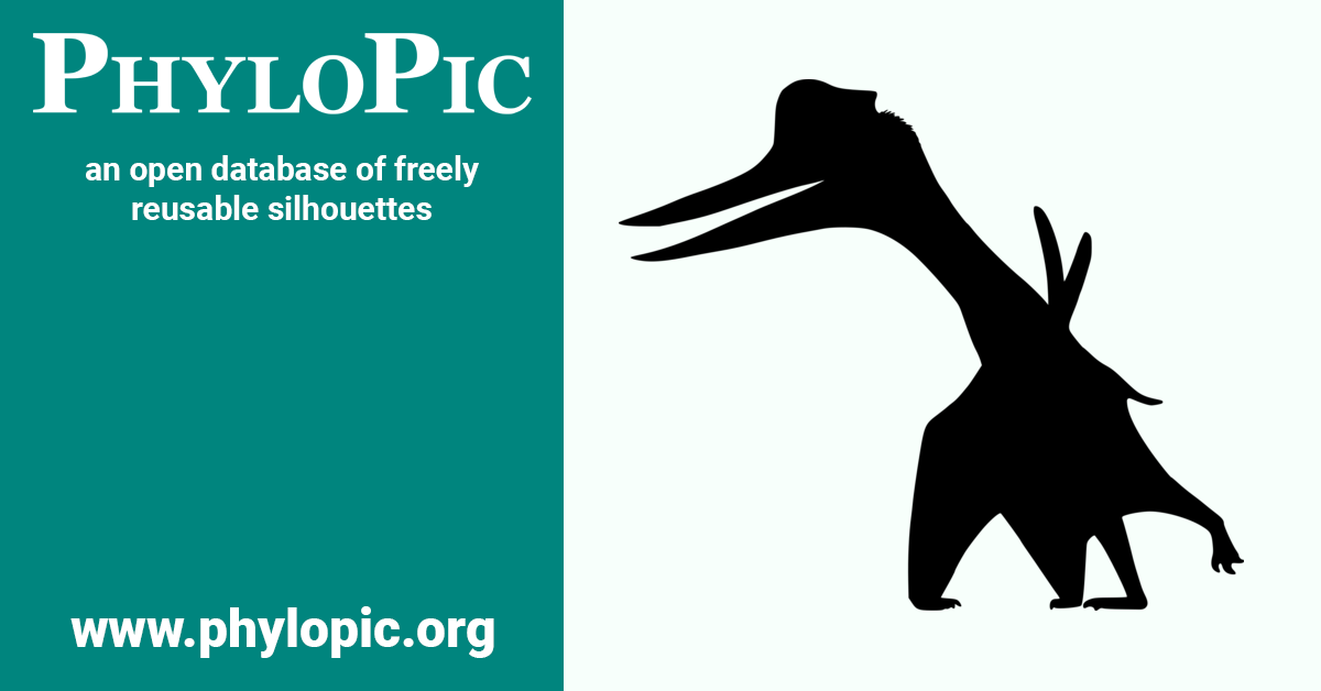 Navajodactylus boerei by jack liddle (CC BY 4.0) - PhyloPic