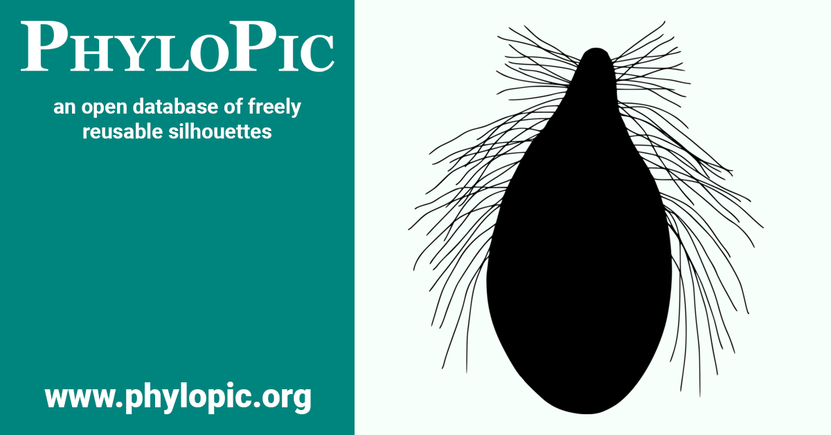 Trichonympha grandis (CC0 1.0) - PhyloPic