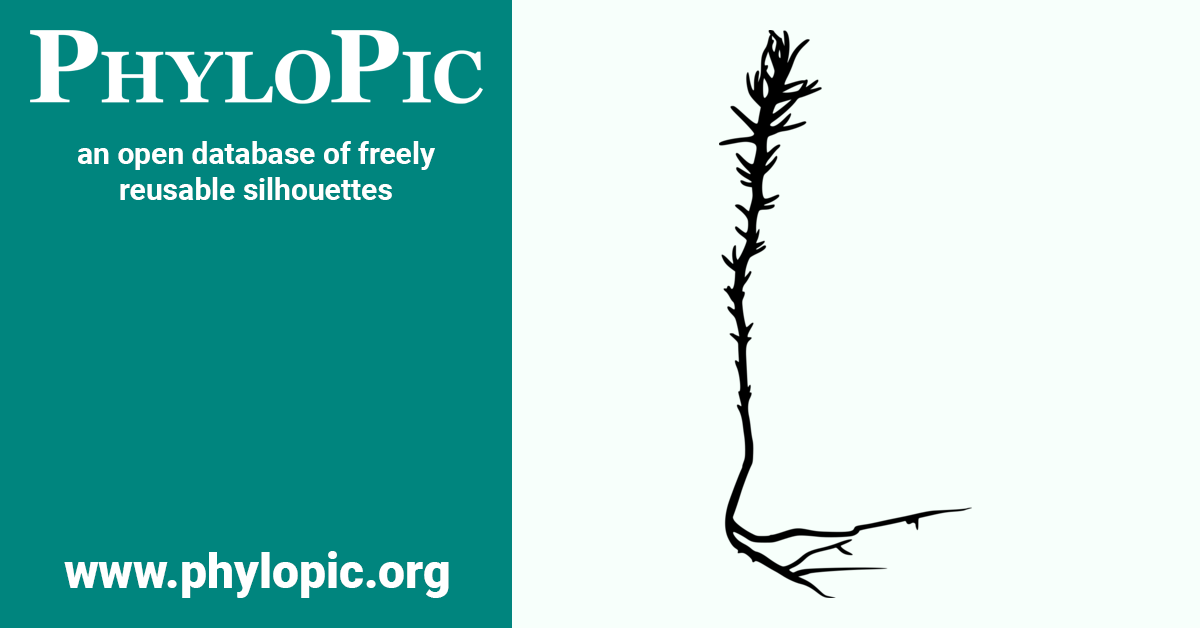 Takakia lepidozioides (CC0 1.0) - PhyloPic