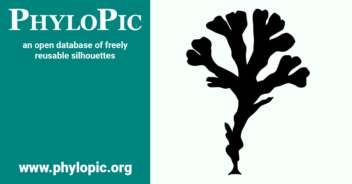 Fucus vesiculosus - PhyloPic