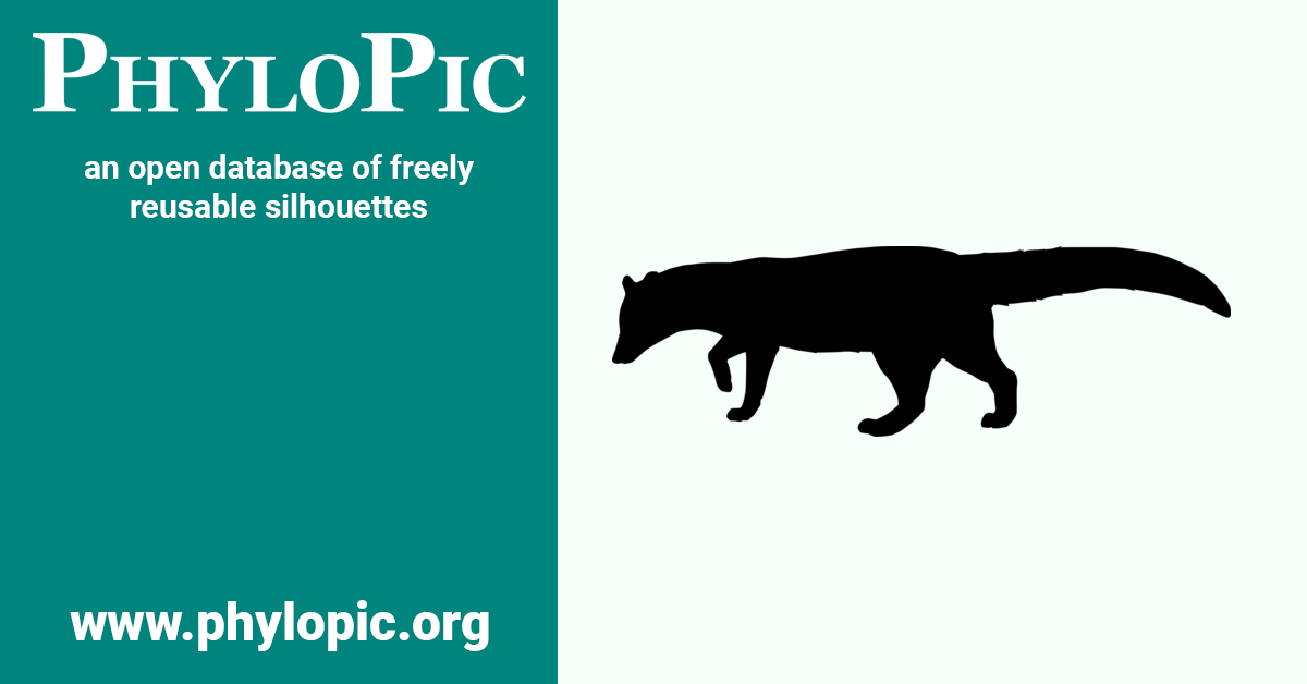 Genetta poensis - PhyloPic
