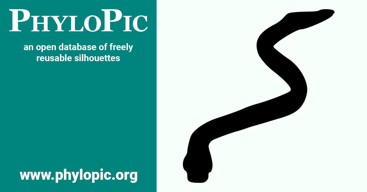 Euconodonta by Philippe Janvier (CC BY 4.0) - PhyloPic