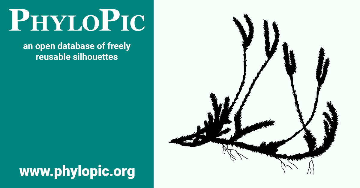 Lycopodiophyta - PhyloPic