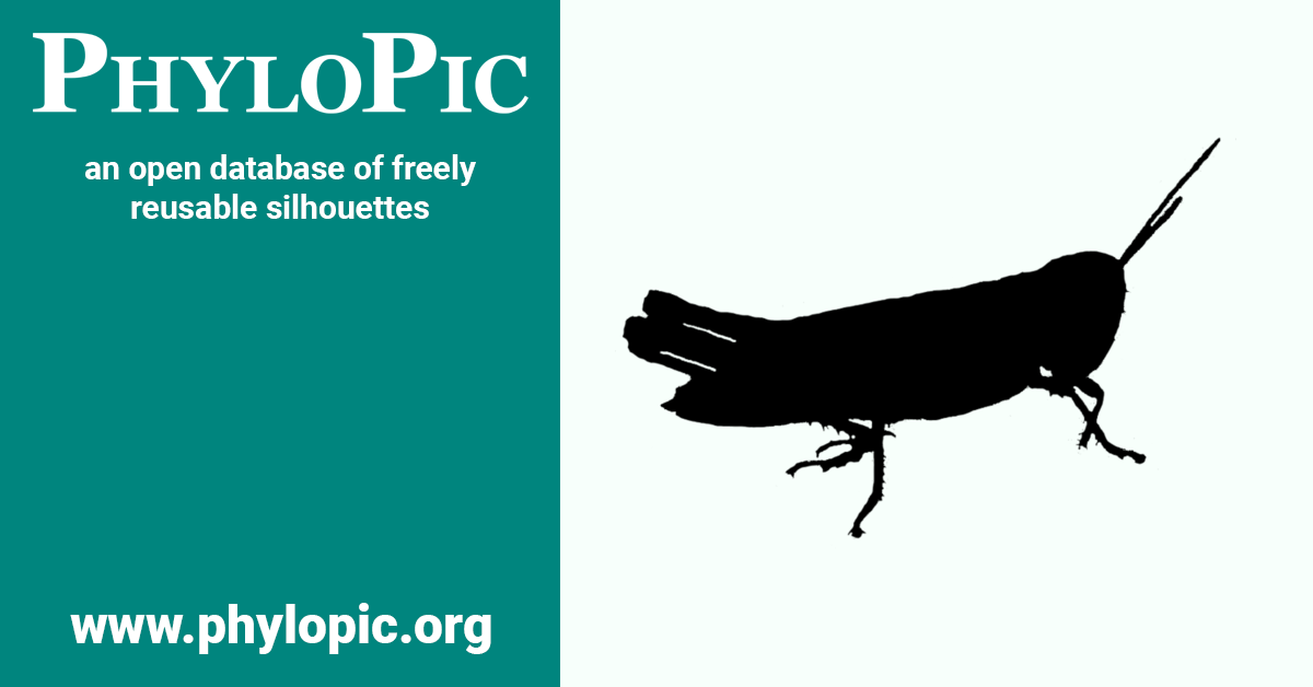 Pseudochorthippus montanus by Frank Vassen (CC BY 4.0) - PhyloPic