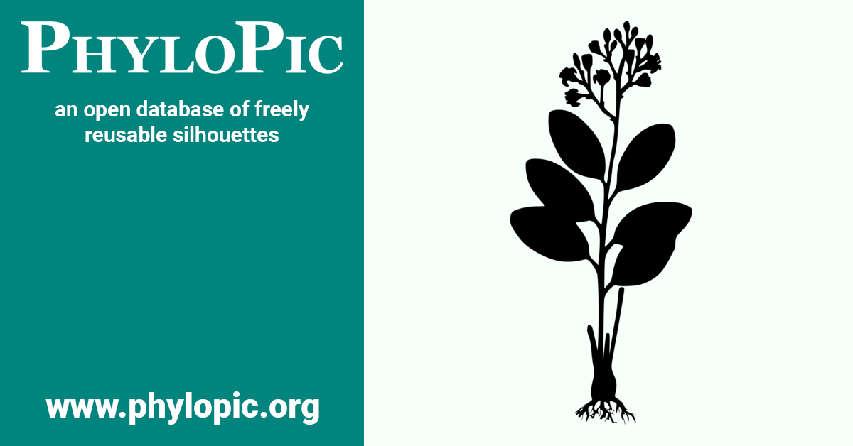 Icacinales - PhyloPic