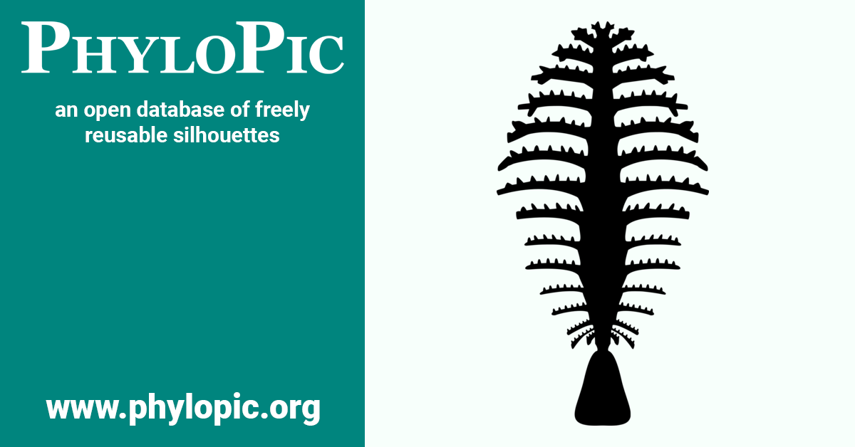 Pennatuloidea by Kurtis Wothe (CC0 1.0) - PhyloPic