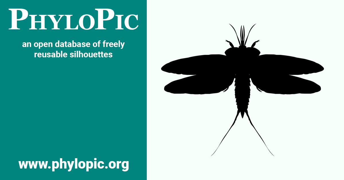 Stenodictya by T. Michael Keesey (after Kukalová) (CC0 1.0) - PhyloPic
