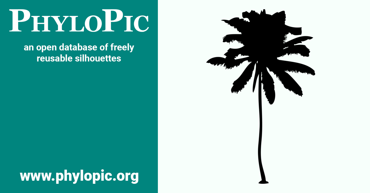Cocos nucifera (PDM 1.0) - PhyloPic