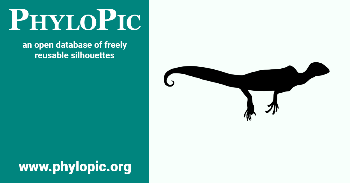 Vallesaurus cenensis by Silvio Renesto & Franc Saller (skeletal ...