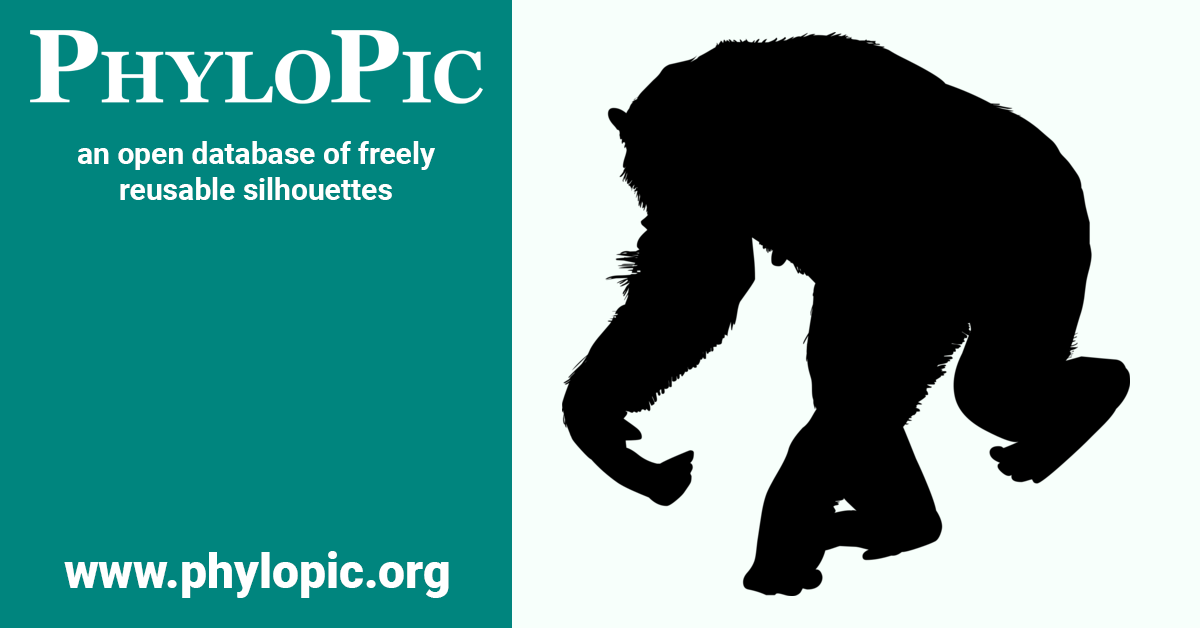 Pan troglodytes - PhyloPic
