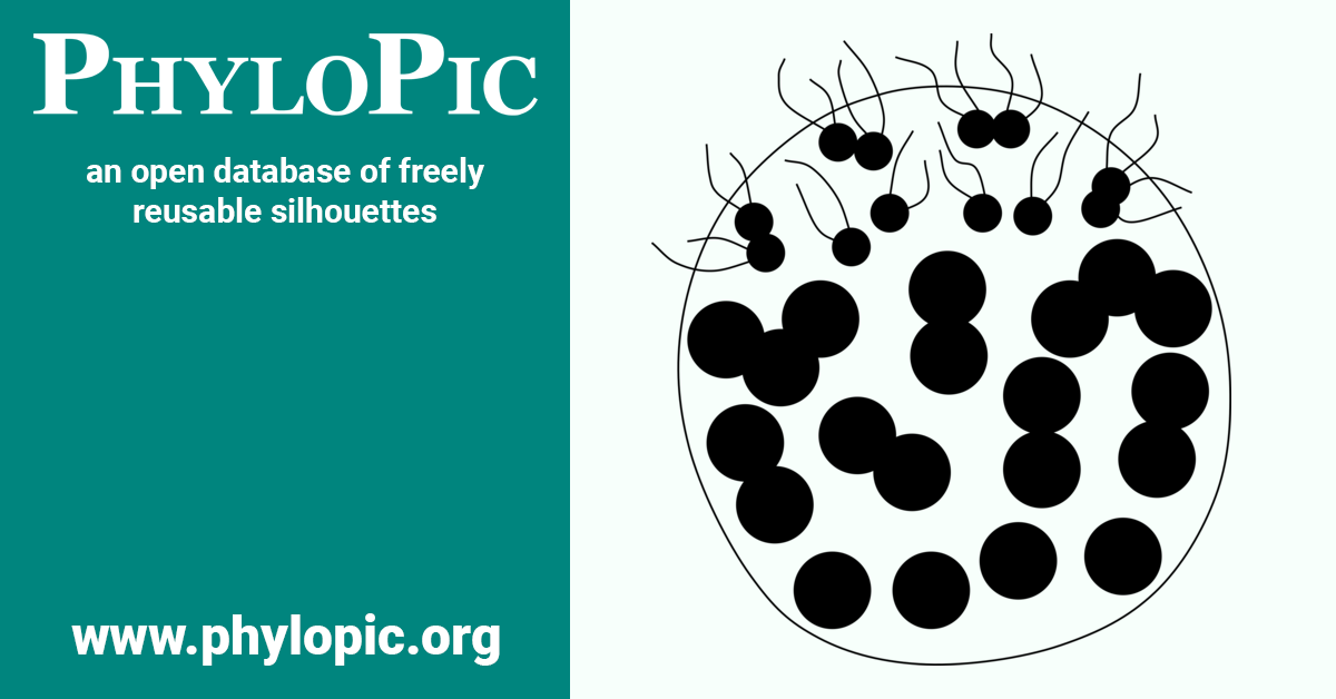 Pleodorina starrii by Matt Crook (CC BY-SA 3.0) - PhyloPic