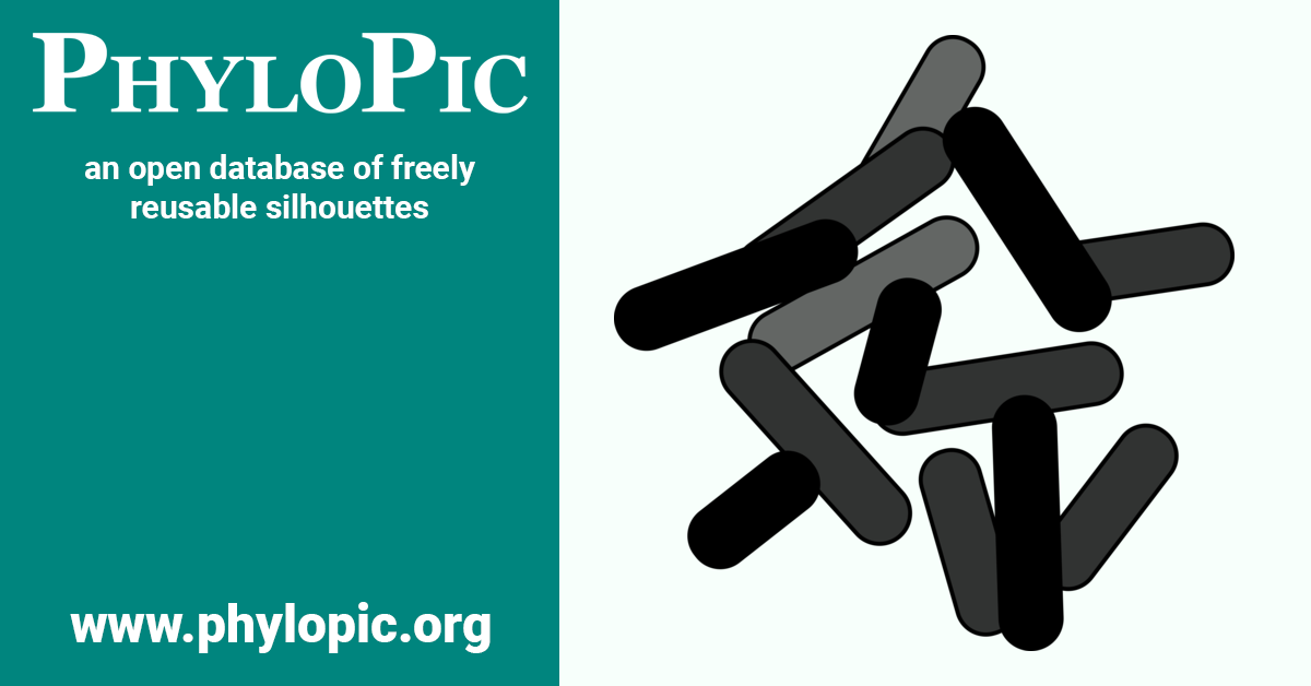 Fibrobacter succinogenes by Matt Crook (CC BY-SA 3.0) - PhyloPic