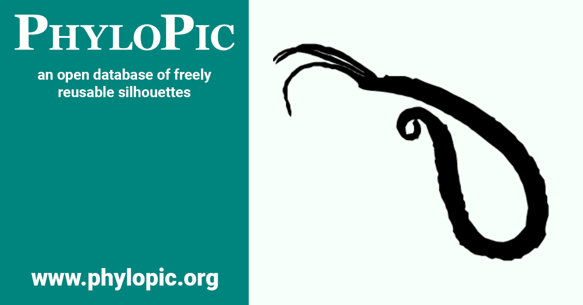 Streblospio benedicti (CC0 1.0) - PhyloPic