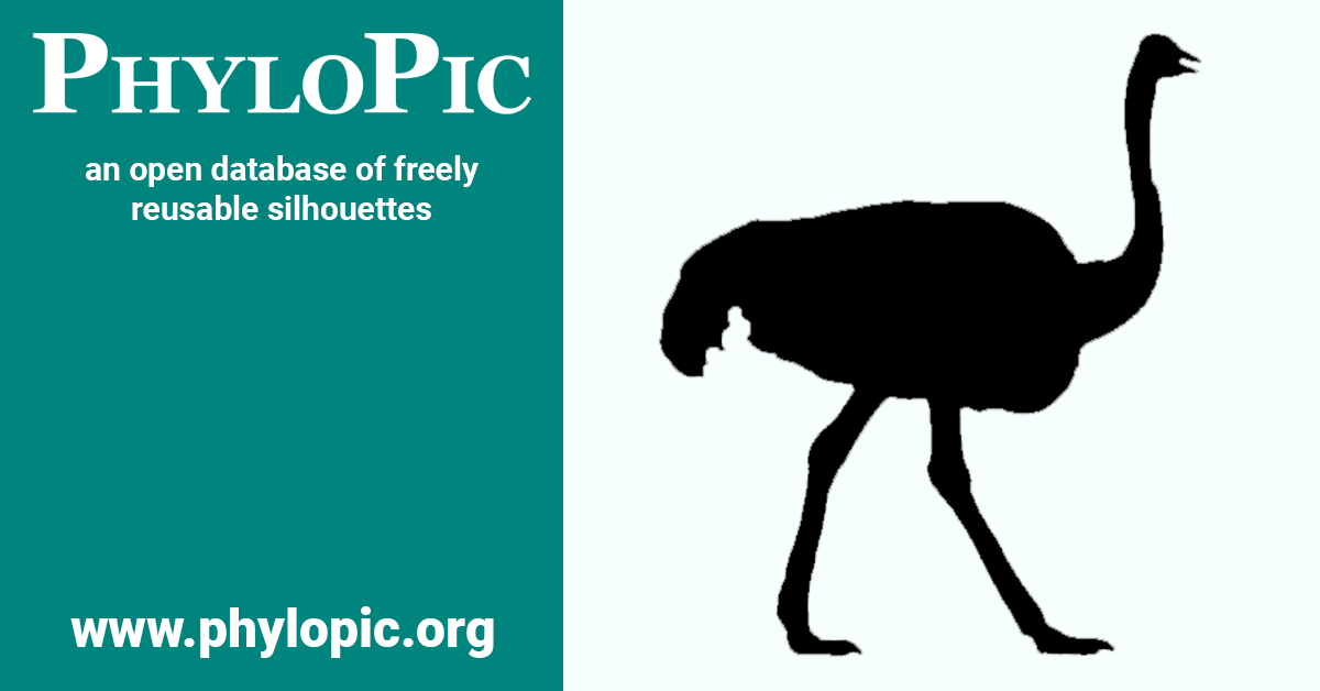 Struthio camelus by Marie Attard (PDM 1.0) - PhyloPic