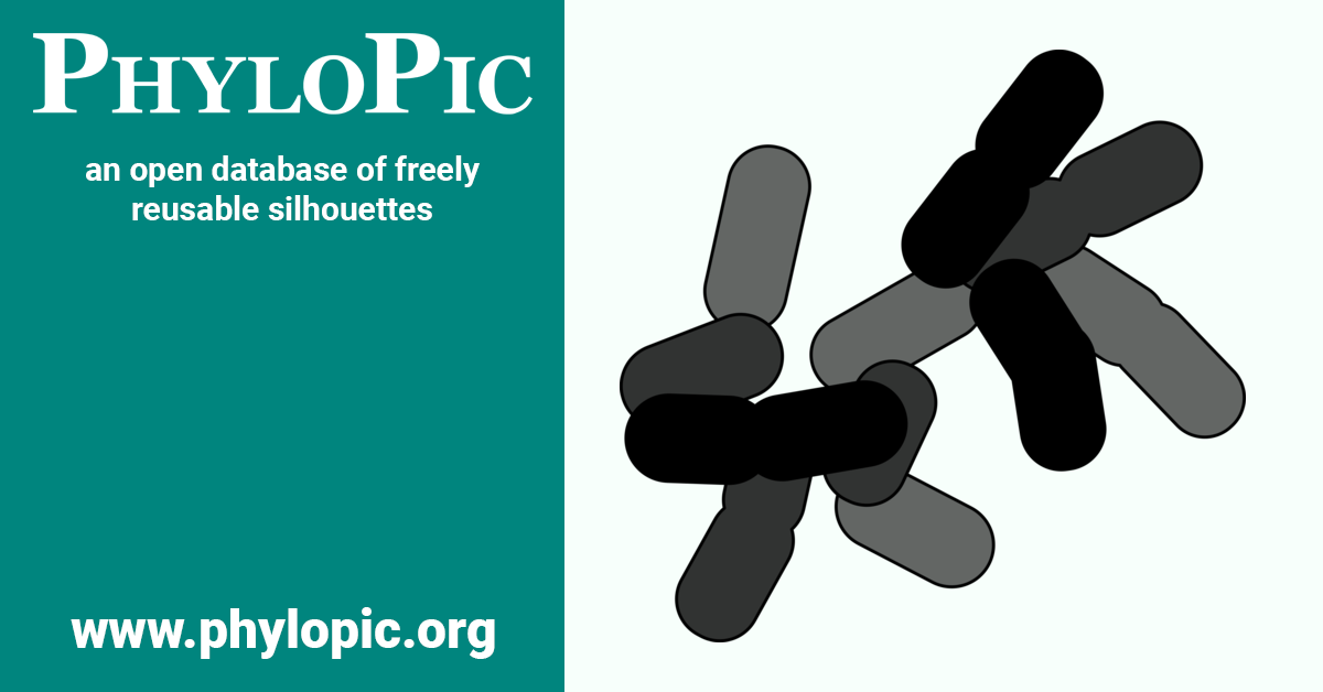 Sphingomonas - PhyloPic