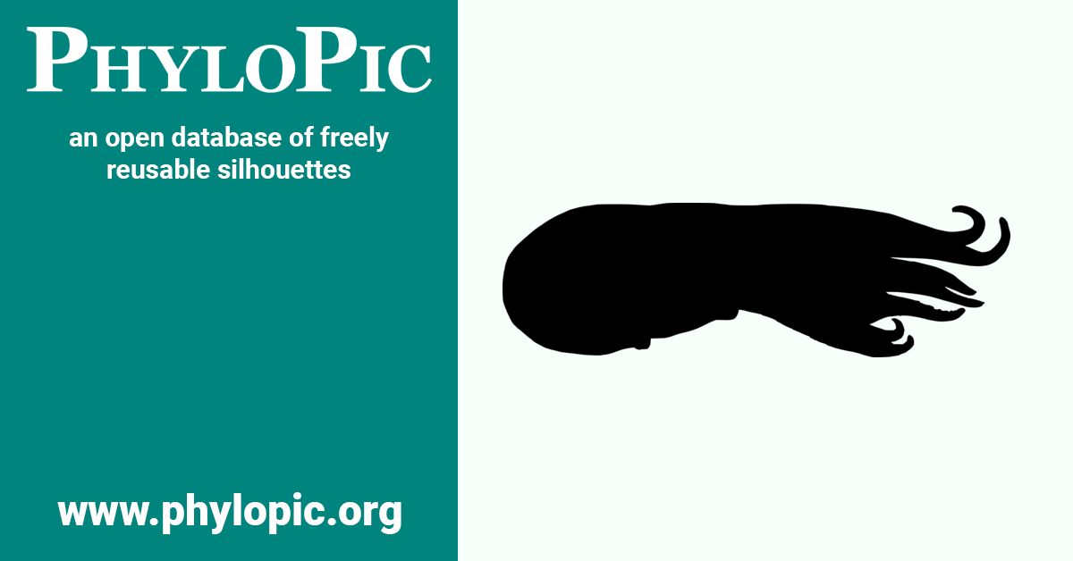 Haliphron atlanticus (PDM 1.0) - PhyloPic