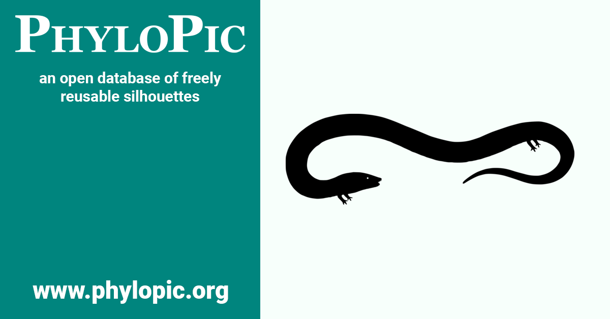 Amphiuma tridactylum by Johann Wagler (PDM 1.0) - PhyloPic