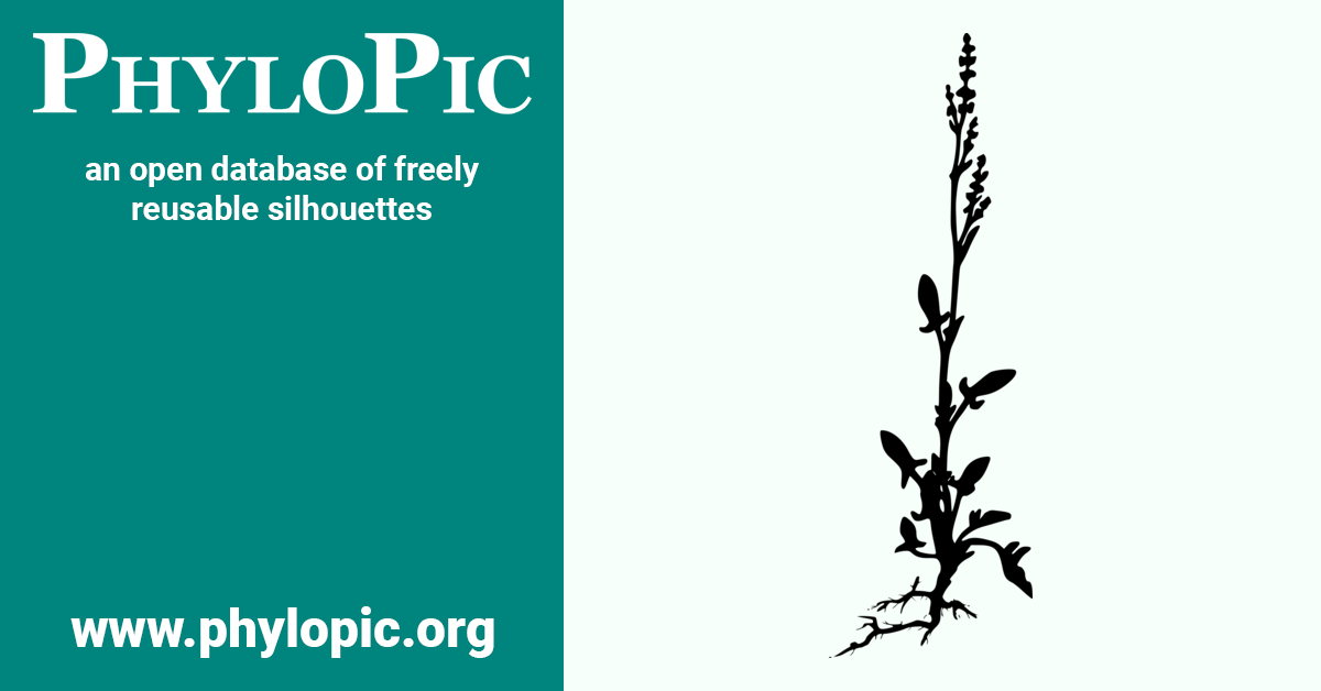 Rumex acetosella (CC0 1.0) - PhyloPic