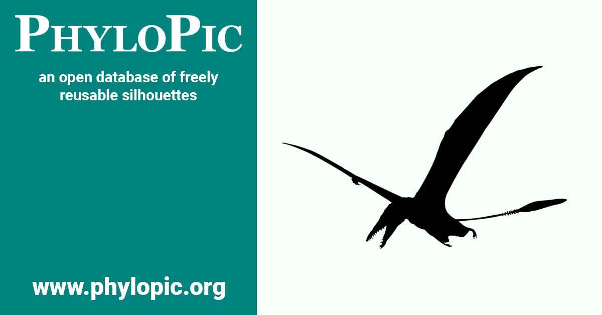 Sordes pilosus by Dmitry Bogdanov (vectorized by T. Michael Keesey) (CC ...