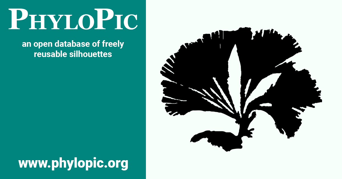 Bugula flabellata by Noah Schlottman, photo by Hans De Blauwe (CC BY-SA ...