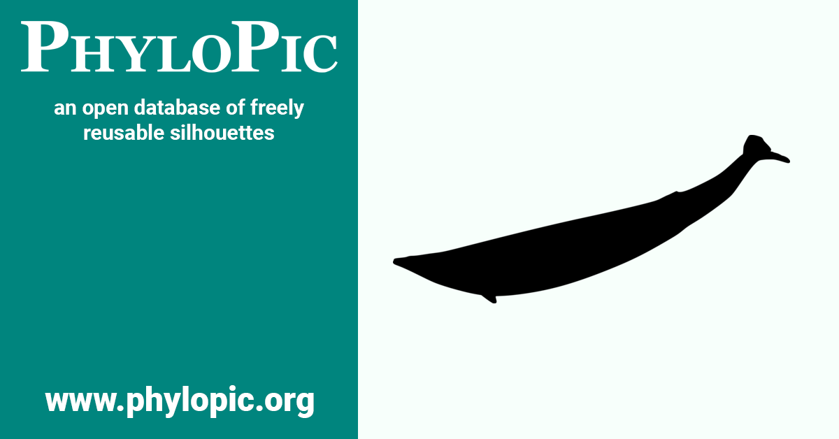 Antaecetus aithai by Nix Illustration (CC BY-NC 3.0) - PhyloPic