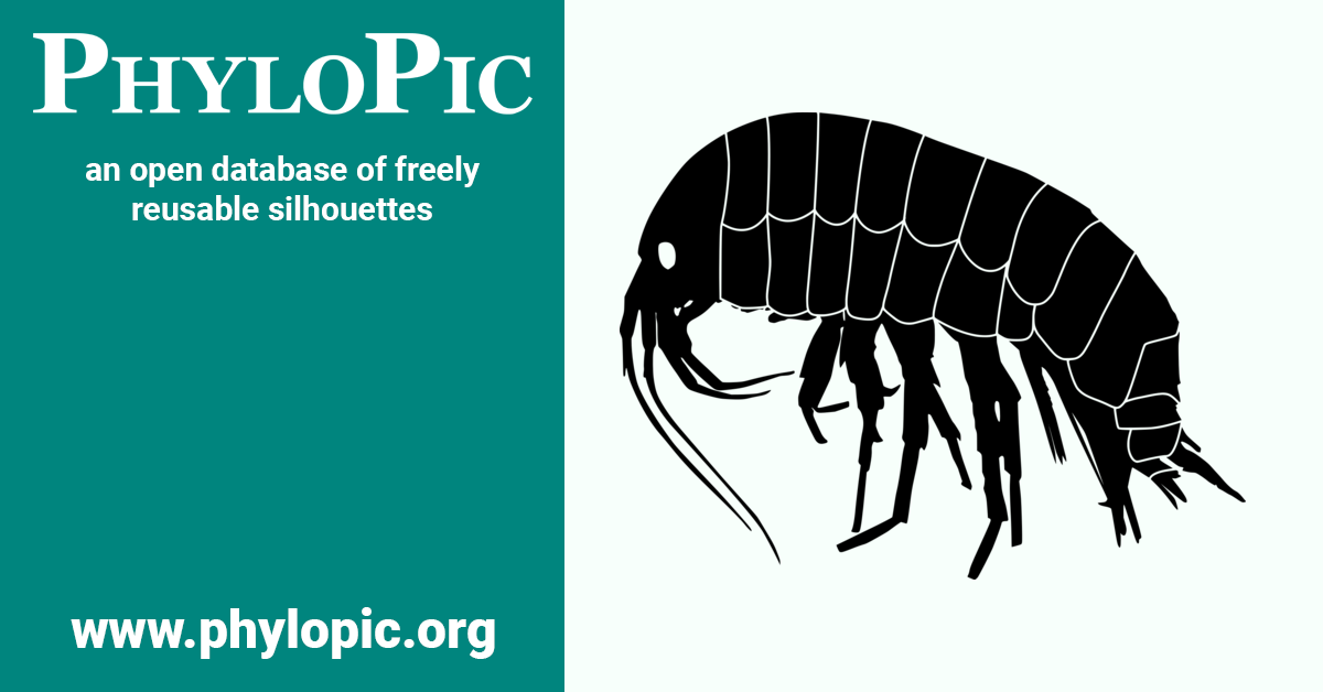 Gammarus fossarum by Prespa Research Group and Kurtis Wothe (CC0 1.0 ...