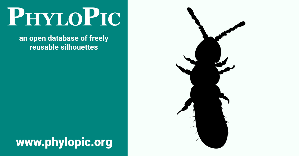 Folsomia candida by Kamil S. Jaron (CC0 1.0) - PhyloPic