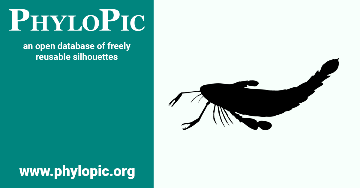 Pterygotus anglicus by Original drawing by Dmitry Bogdanov, vectorized ...