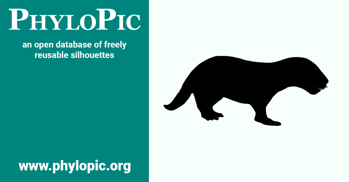Kolponomos newportensis by Nobu Tamura (CC BY 4.0) - PhyloPic