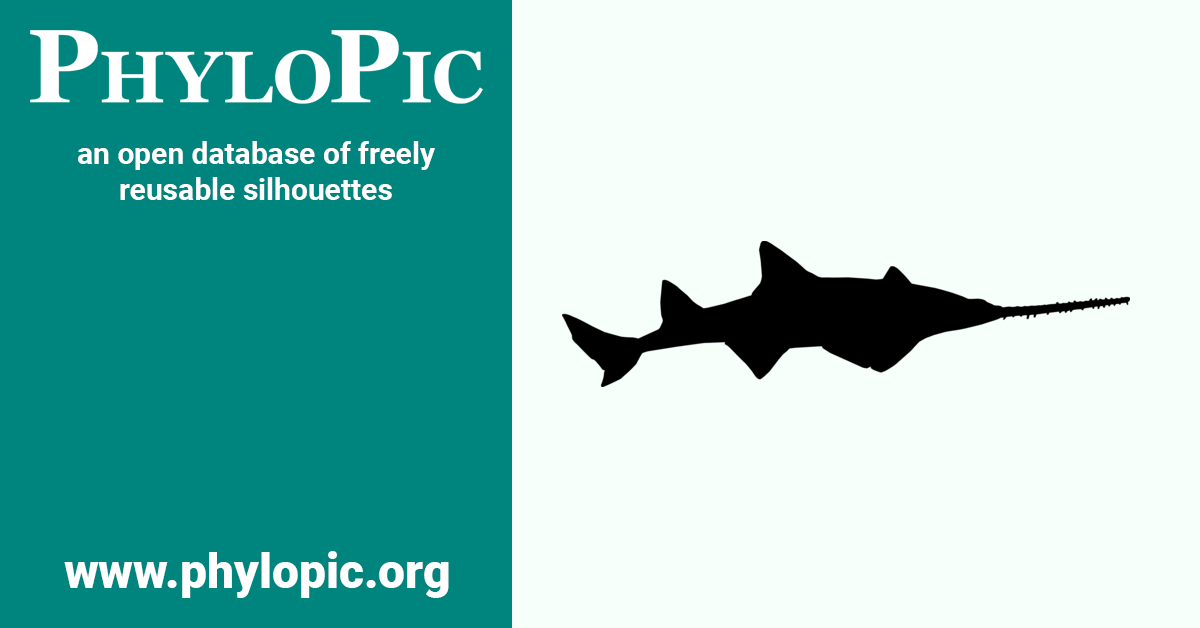 Pristidae - PhyloPic