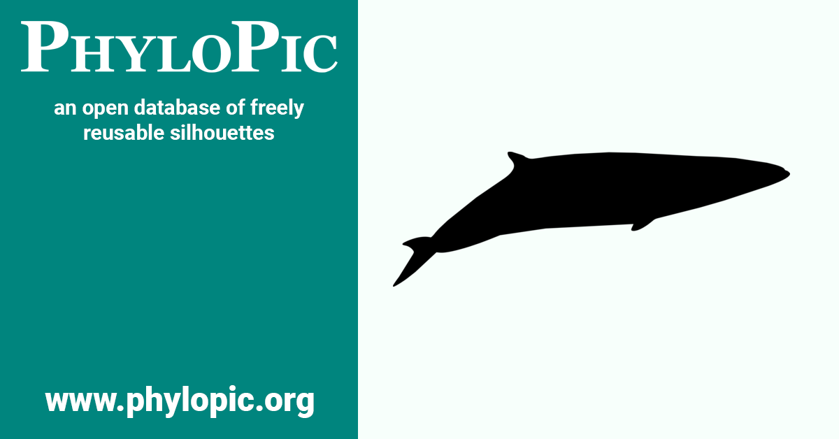 Agaphelus acutorostrata - PhyloPic